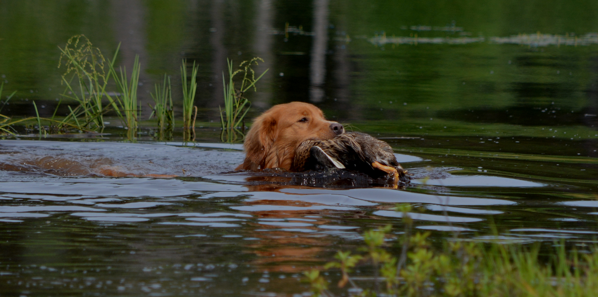 Tollers | Nova Scotia Duck Tolling Retriever Club of Canada
